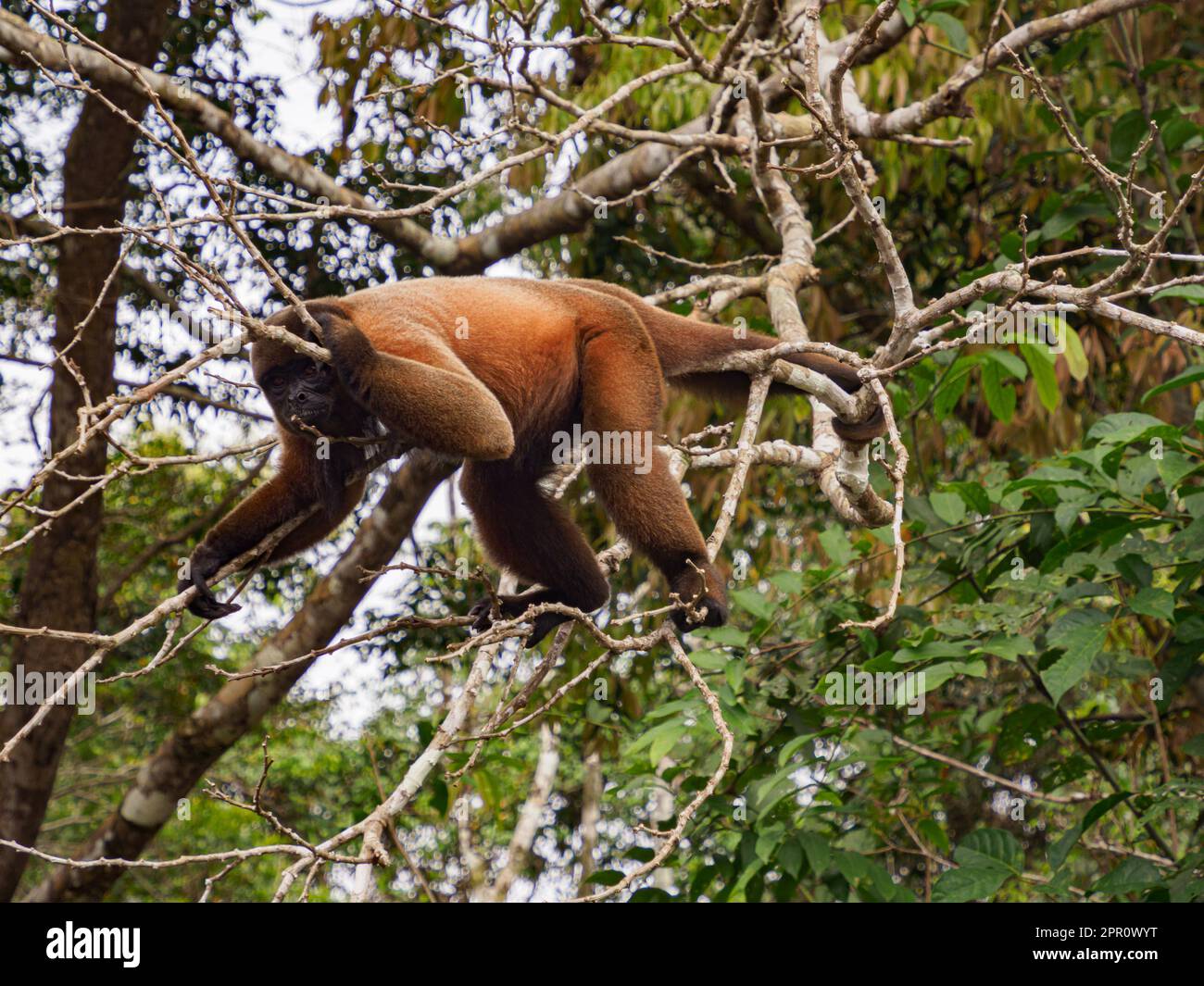 Woolly (chorongo) monkey in the Amazonia, Amazonia, Pacaya Samiria ...