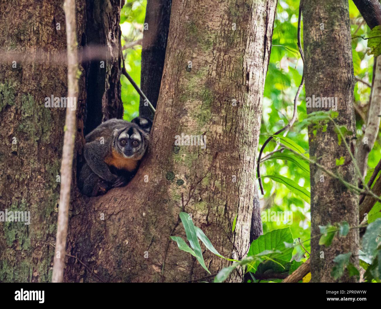 Night monkeys, also known as owl monkeys or douroucoulis are nocturnal ...