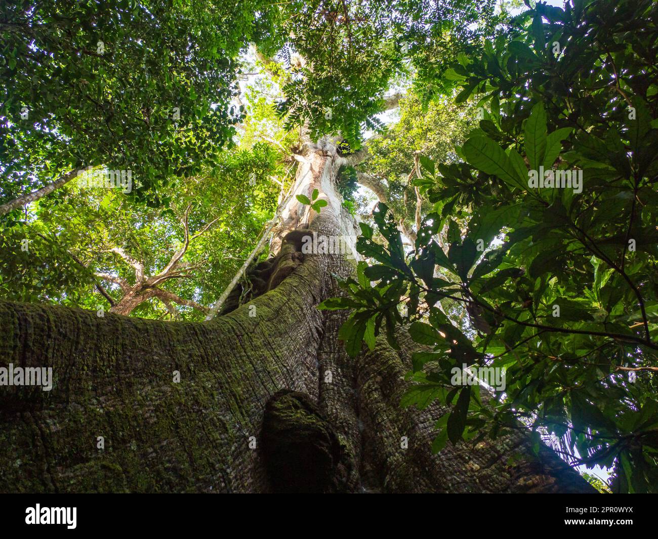 Big ceiba, kapok tree on the bank of the Javari River. Ceiba pentandra ...