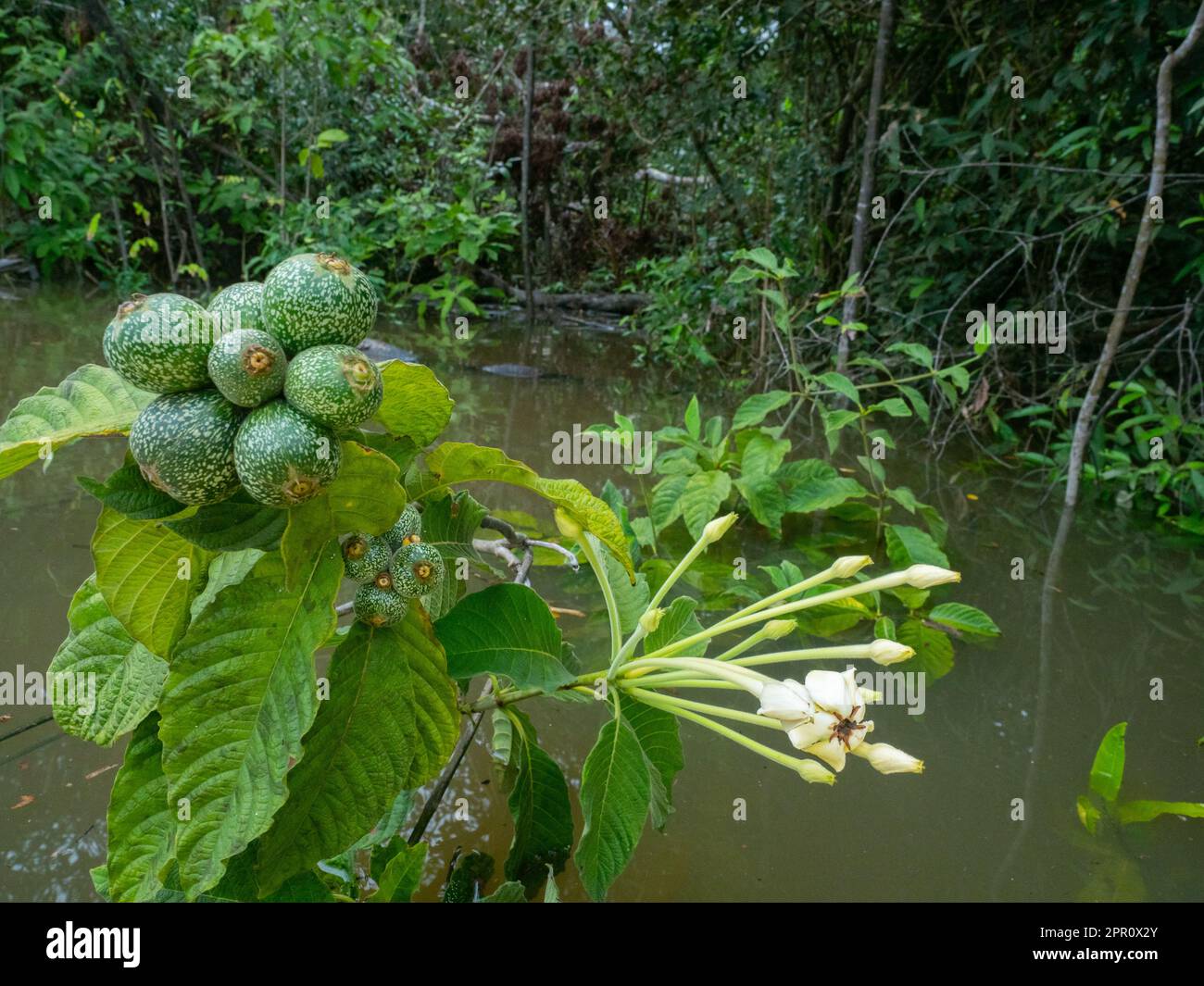 Genipa americana is a species of trees in the family Rubiaceae. Native ...