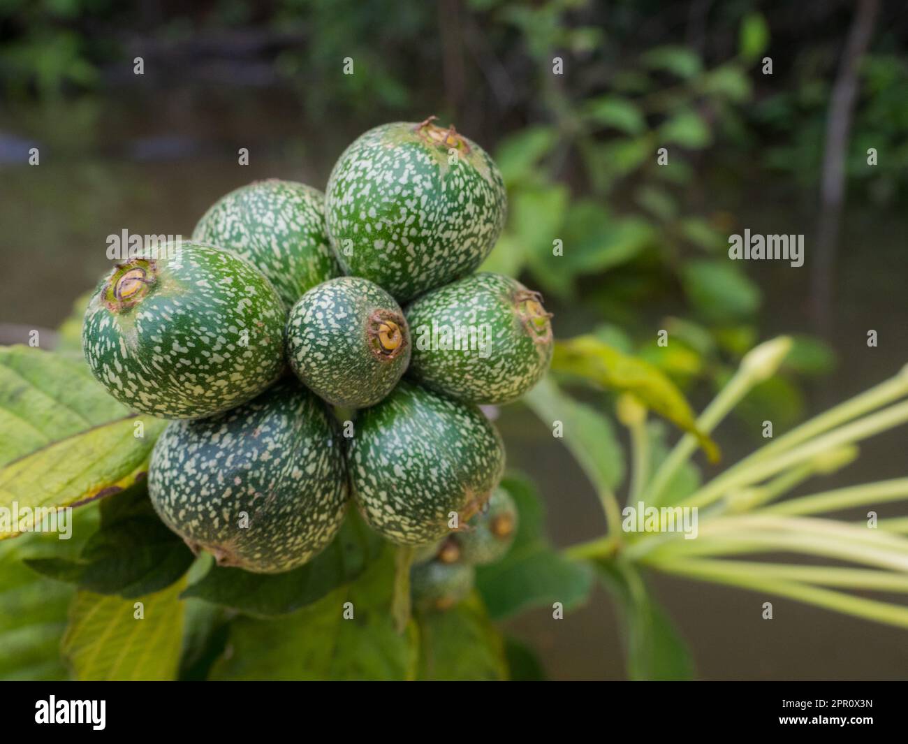 Caruto hi-res stock photography and images - Alamy