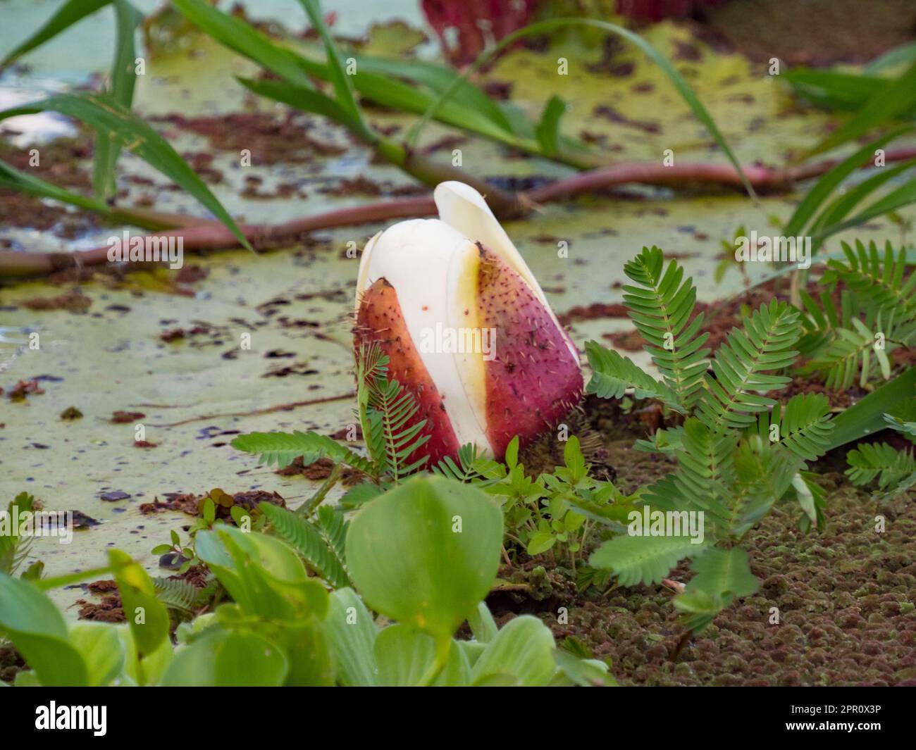 Victoria amazonica in Pacaya Samiria National Reserve. It is a species ...