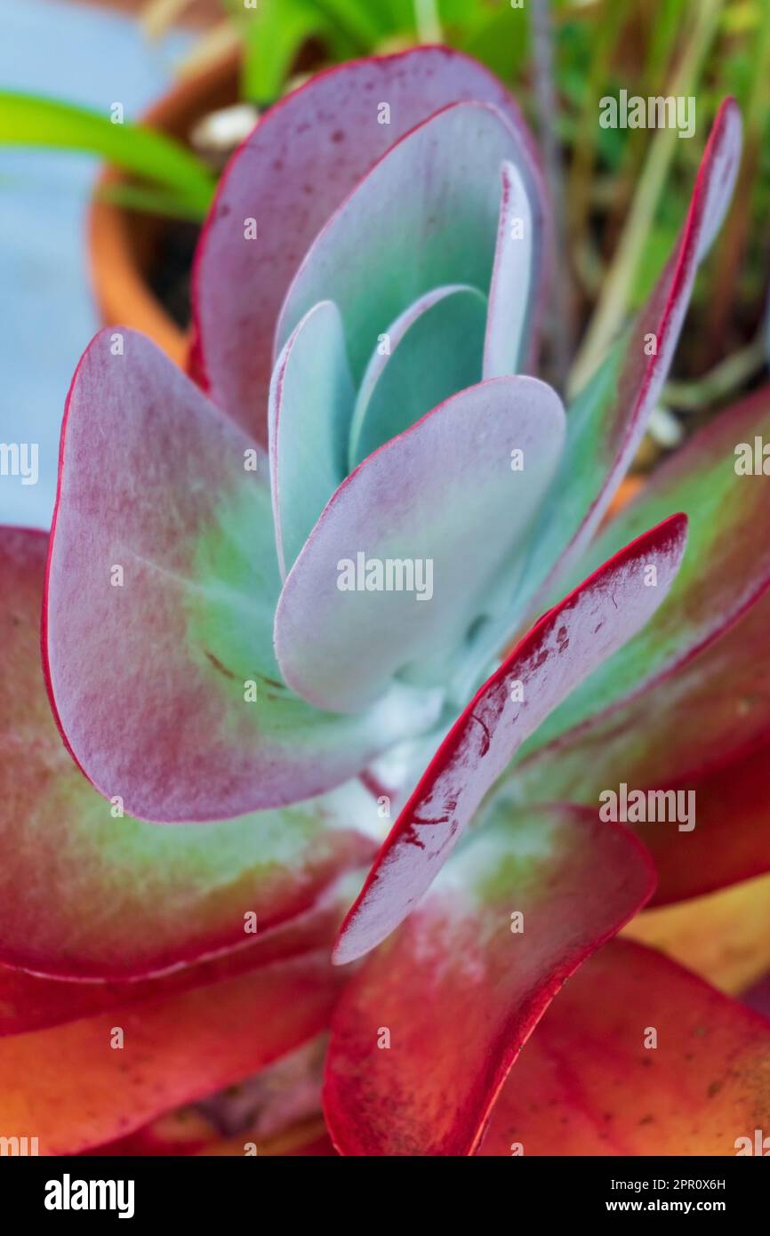 Bright red - green flower of Kalanchoe thyrsiflora close up Stock Photo ...