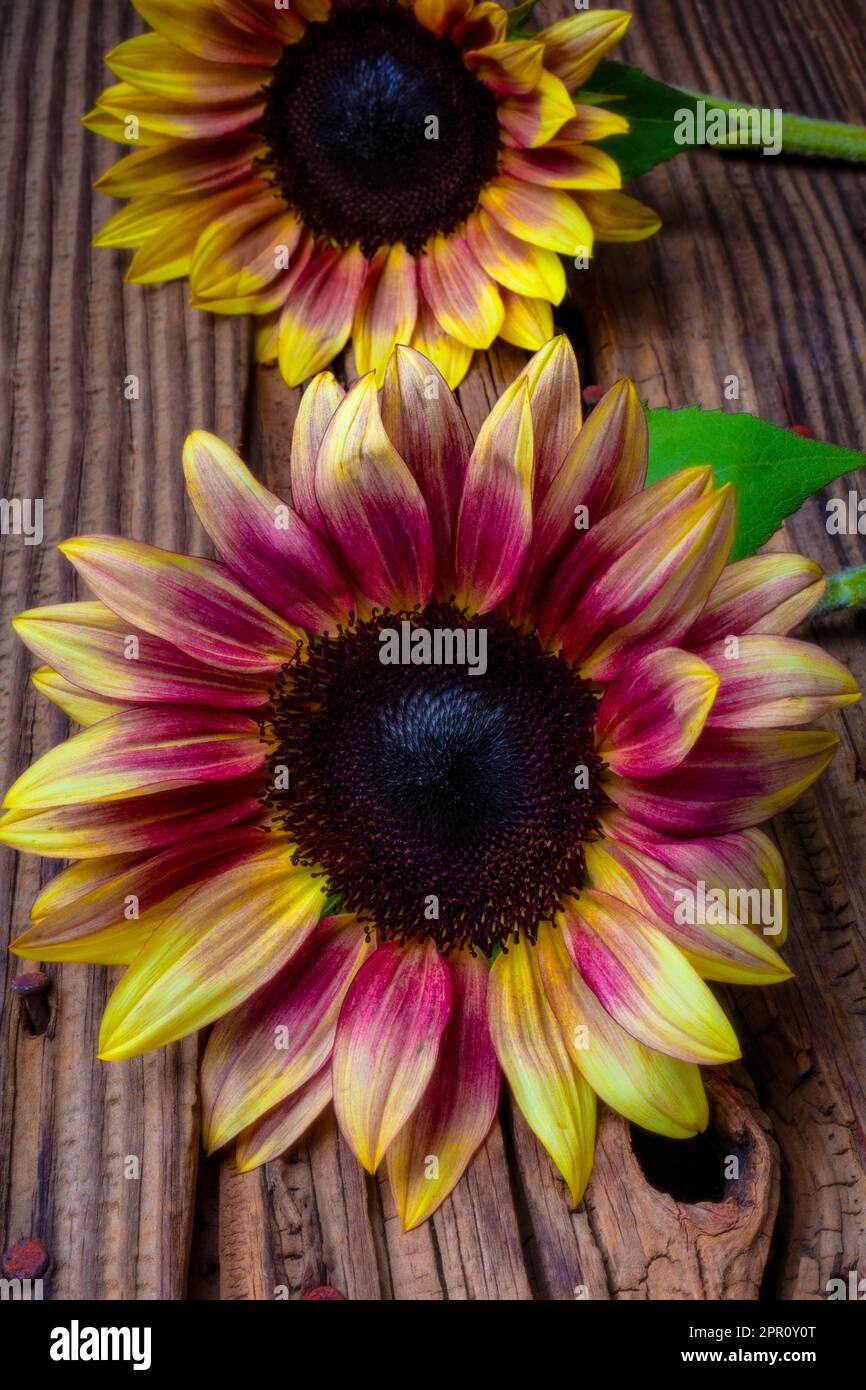 Images of two sunflowers hi-res stock photography and images - Alamy
