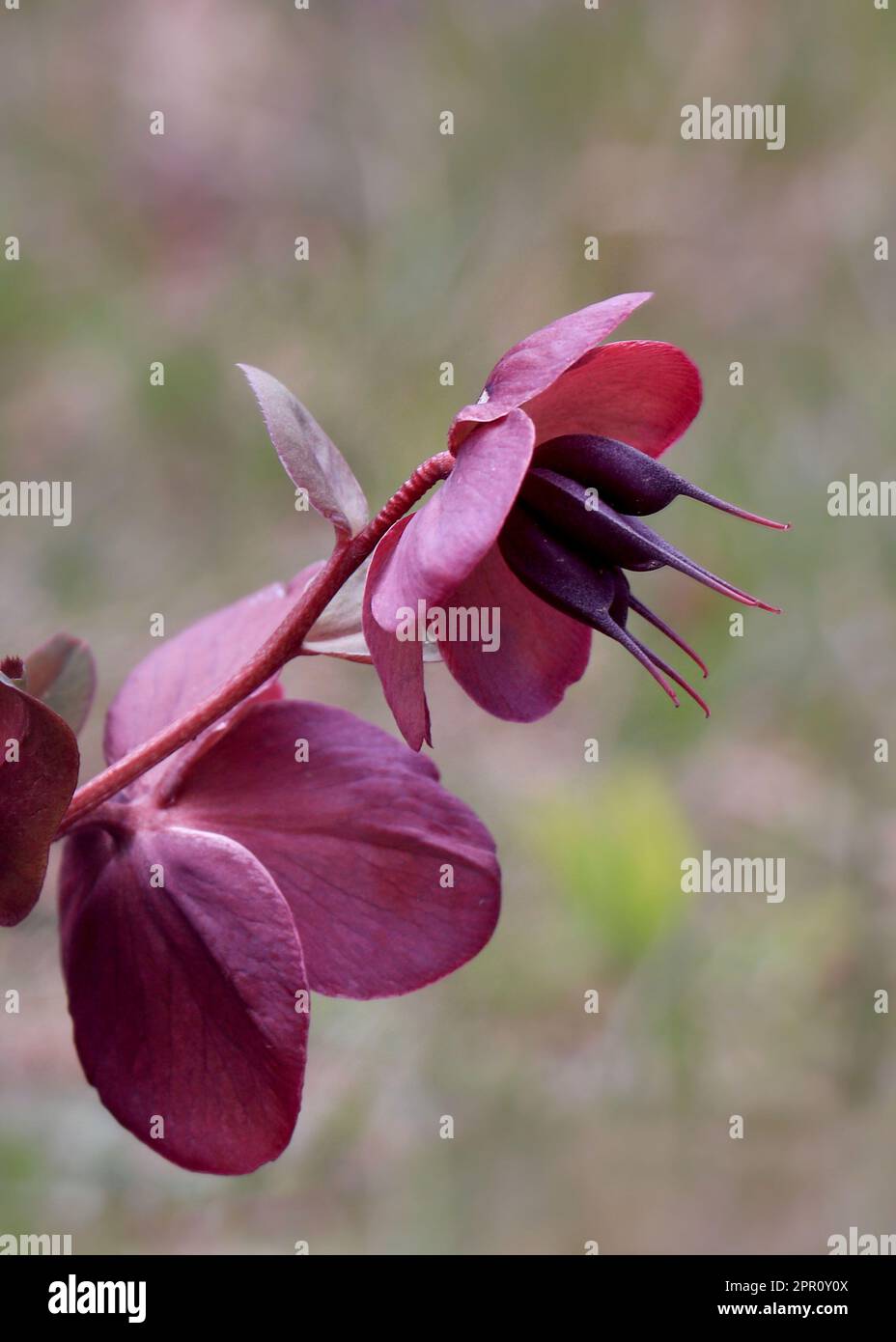 ‘double ellen red’ helleborus hi-res stock photography and images - Alamy