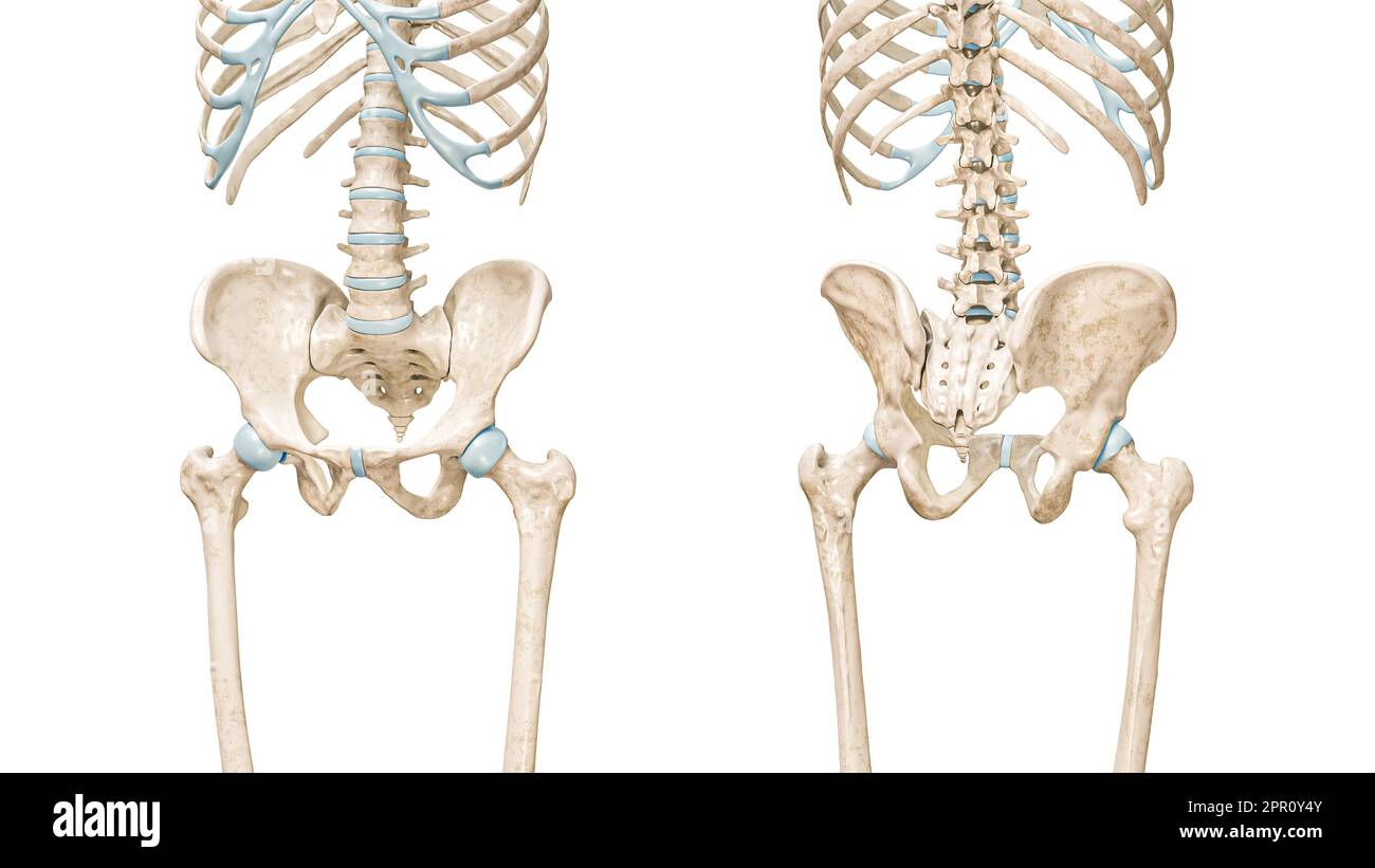 Pelvis or pelvic girdle bones front and back view 3D rendering ...