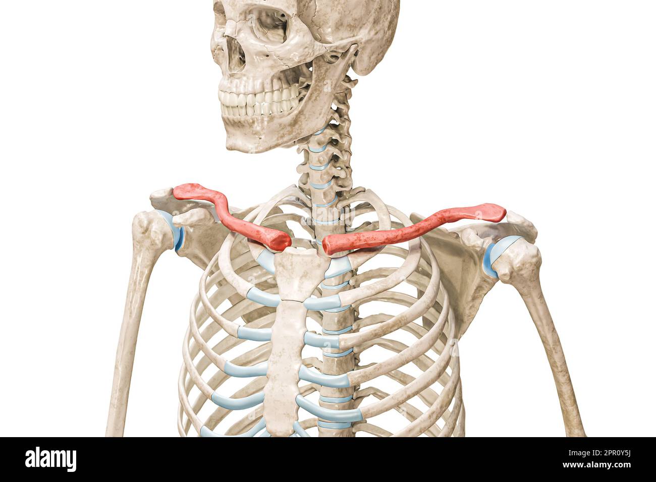 Clavicle bones or collarbones in red color 3D rendering illustration ... Clavicle bones or collarbones in red color 3D rendering illustration ...