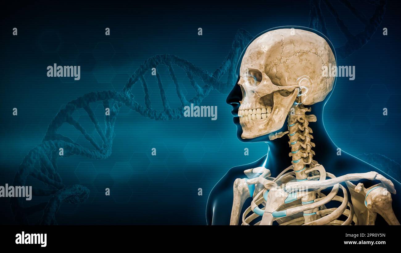 DNA strands and human body and skeleton profile view 3D rendering ...
