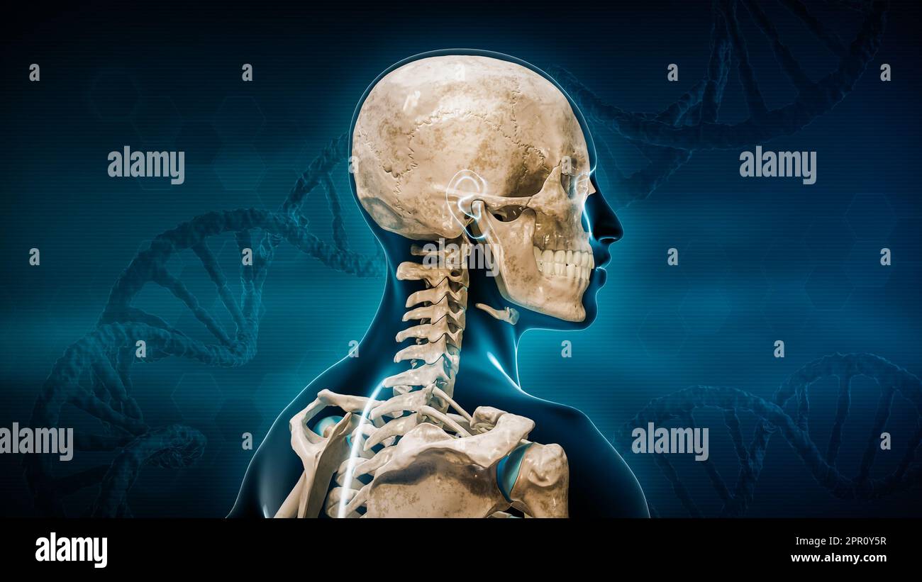 DNA strands and human body and skeleton profile view 3D rendering ...