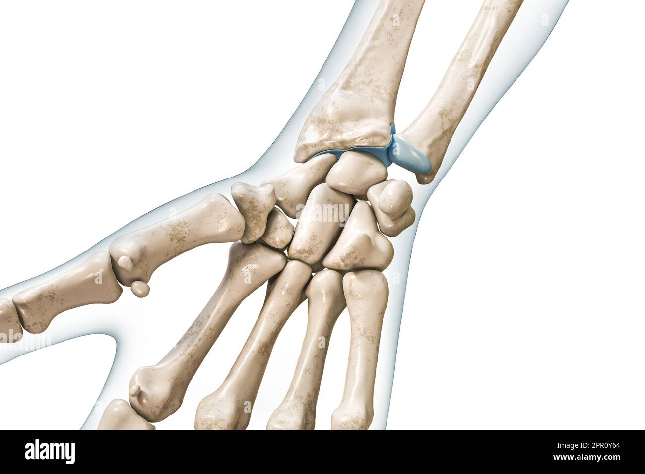 Blank Hand Bone Diagram 250+ Hand Bone Diagram Stock Photos, Pictures