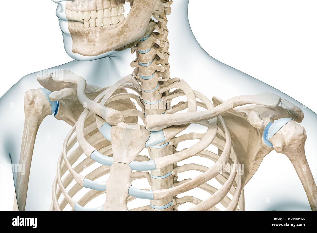 Clavicle Bone Or Collarbone With Body Contours 3D Rendering