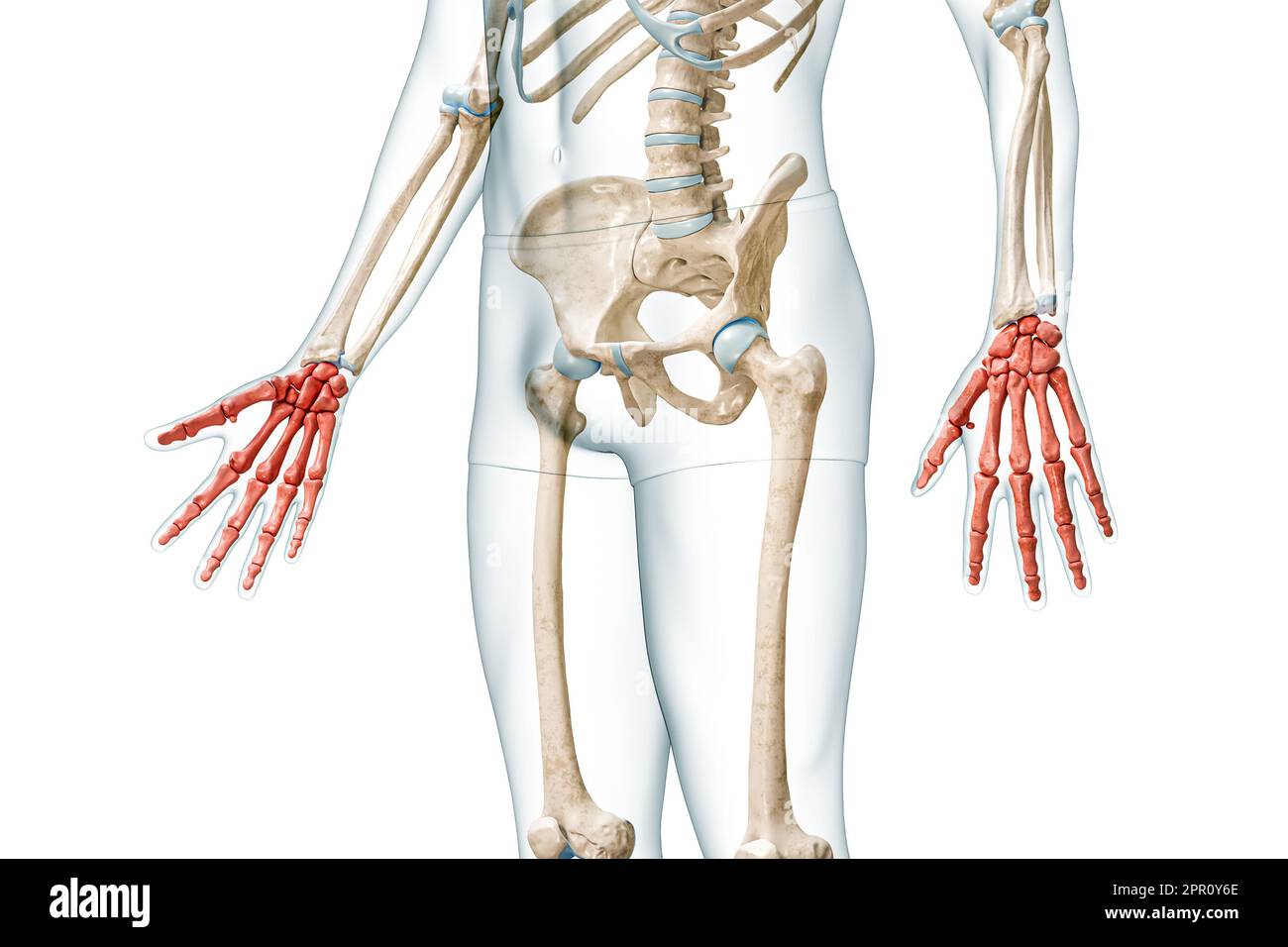 Hands bones in red color with body 3D rendering illustration isolated ...