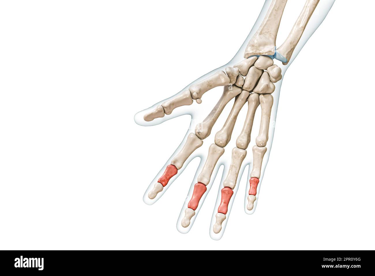Medial or intermediate phalanx bones in red color with body 3D ...