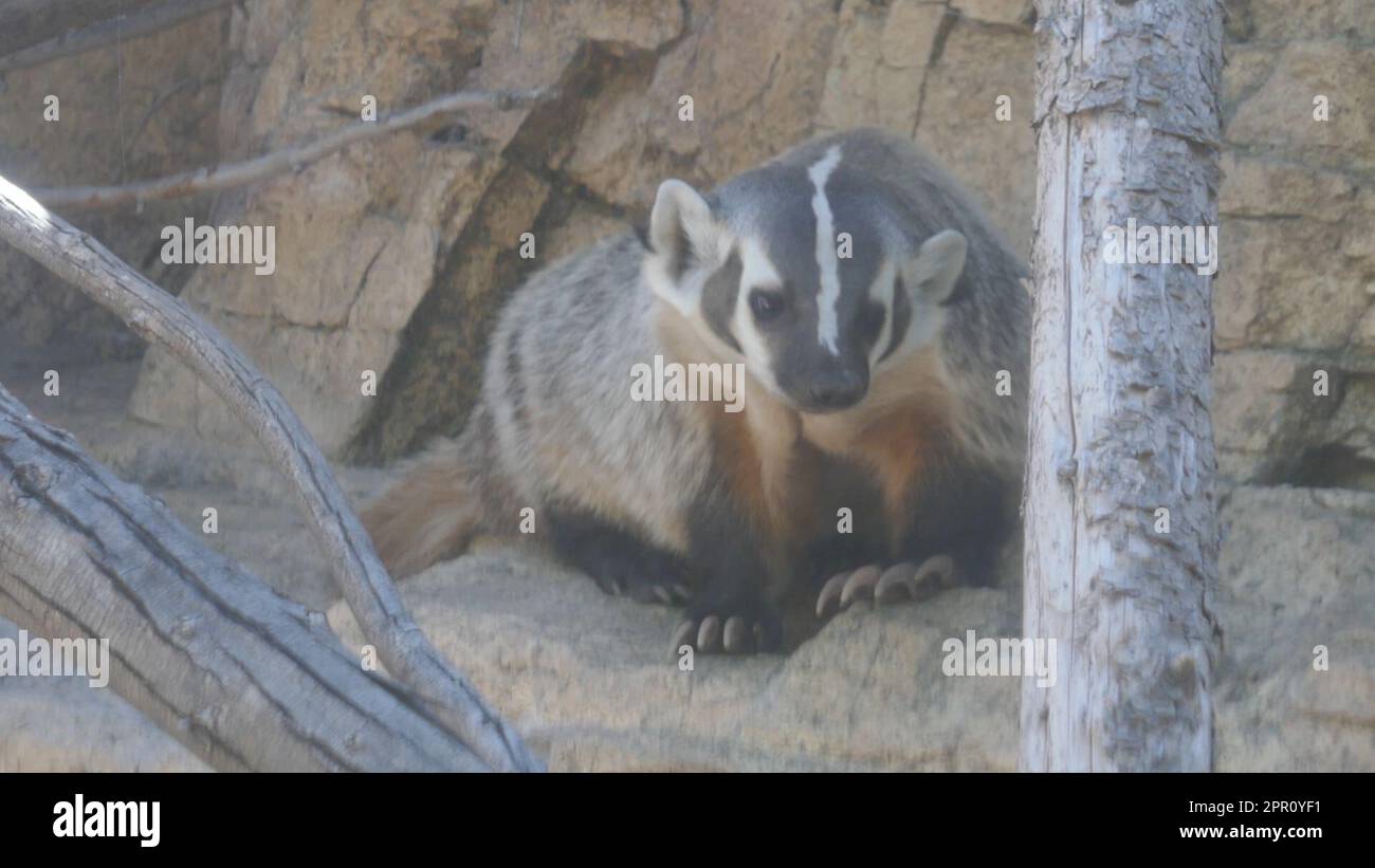 Los Angeles, California, USA 21st April 2023 American Badger at LA Zoo ...