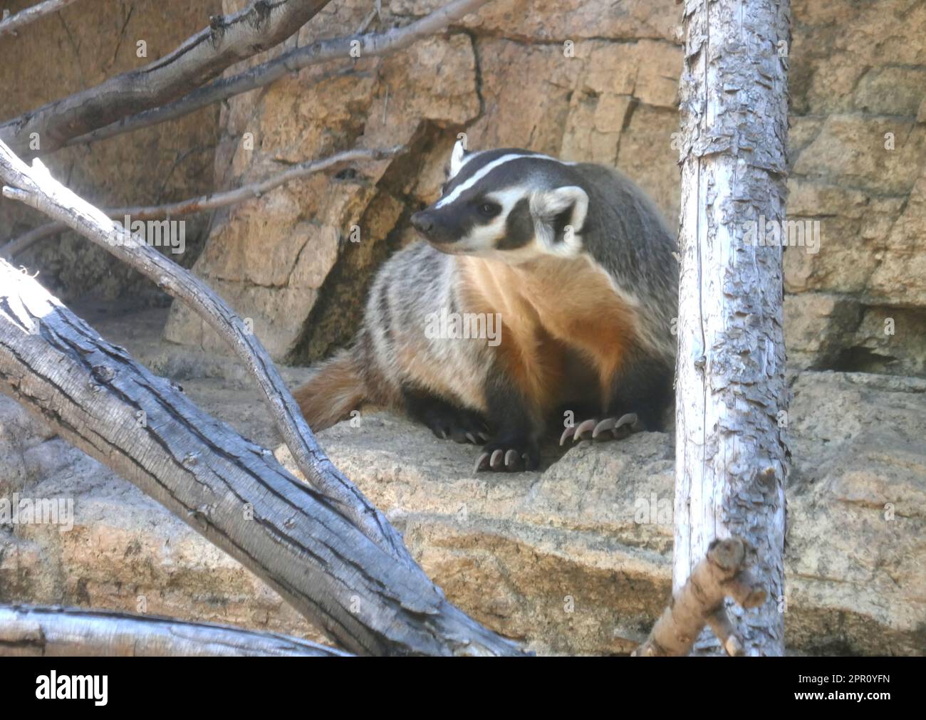Los Angeles, California, USA 21st April 2023 American Badger at LA Zoo ...