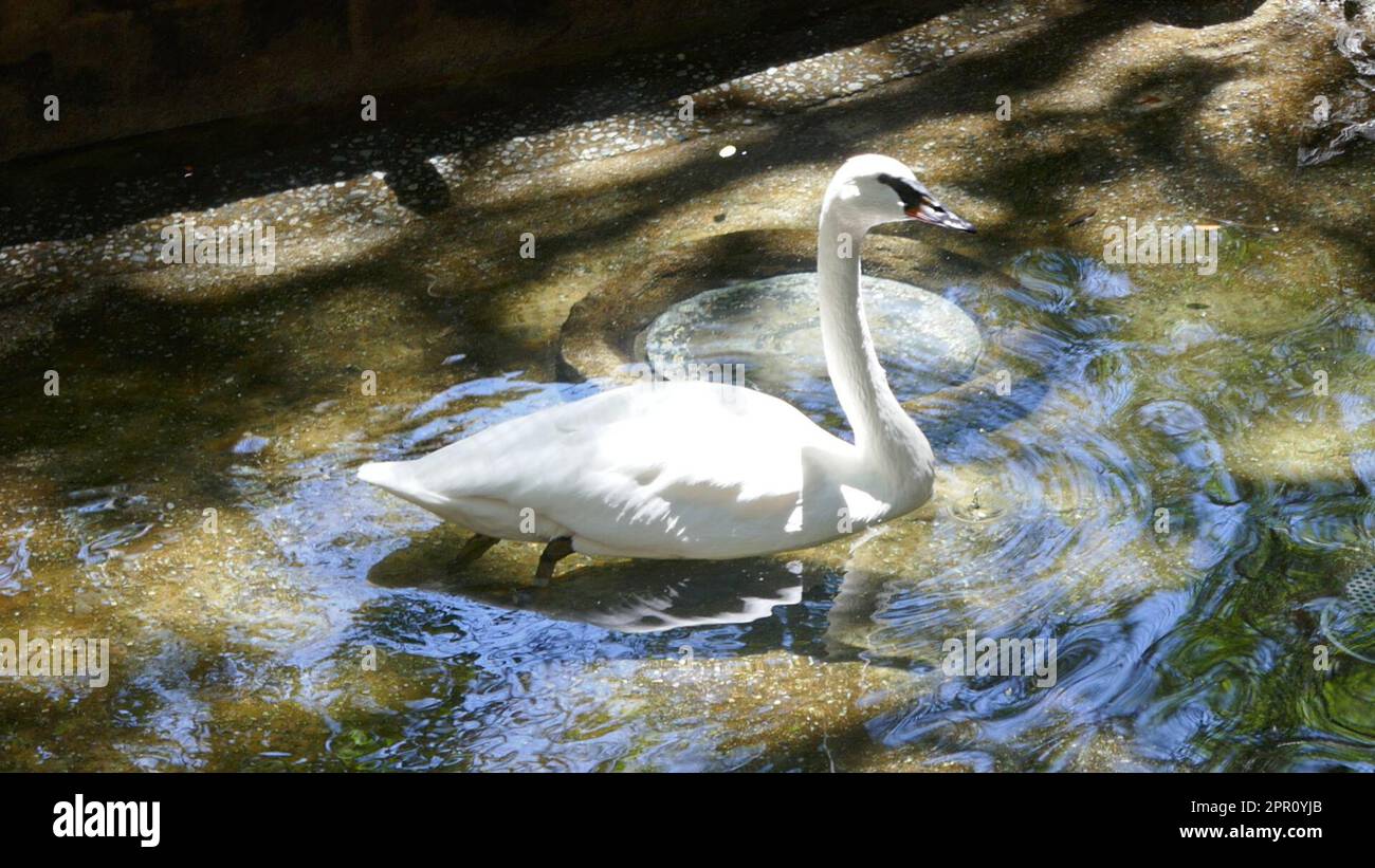 Los Angeles, California, USA 21st April 2023 Swan in Aviary at LA Zoo ...
