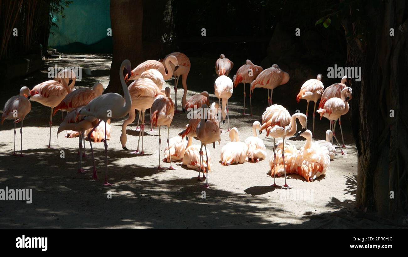 Los Angeles, California, USA 21st April 2023 Flamingos at LA Zoo on ...