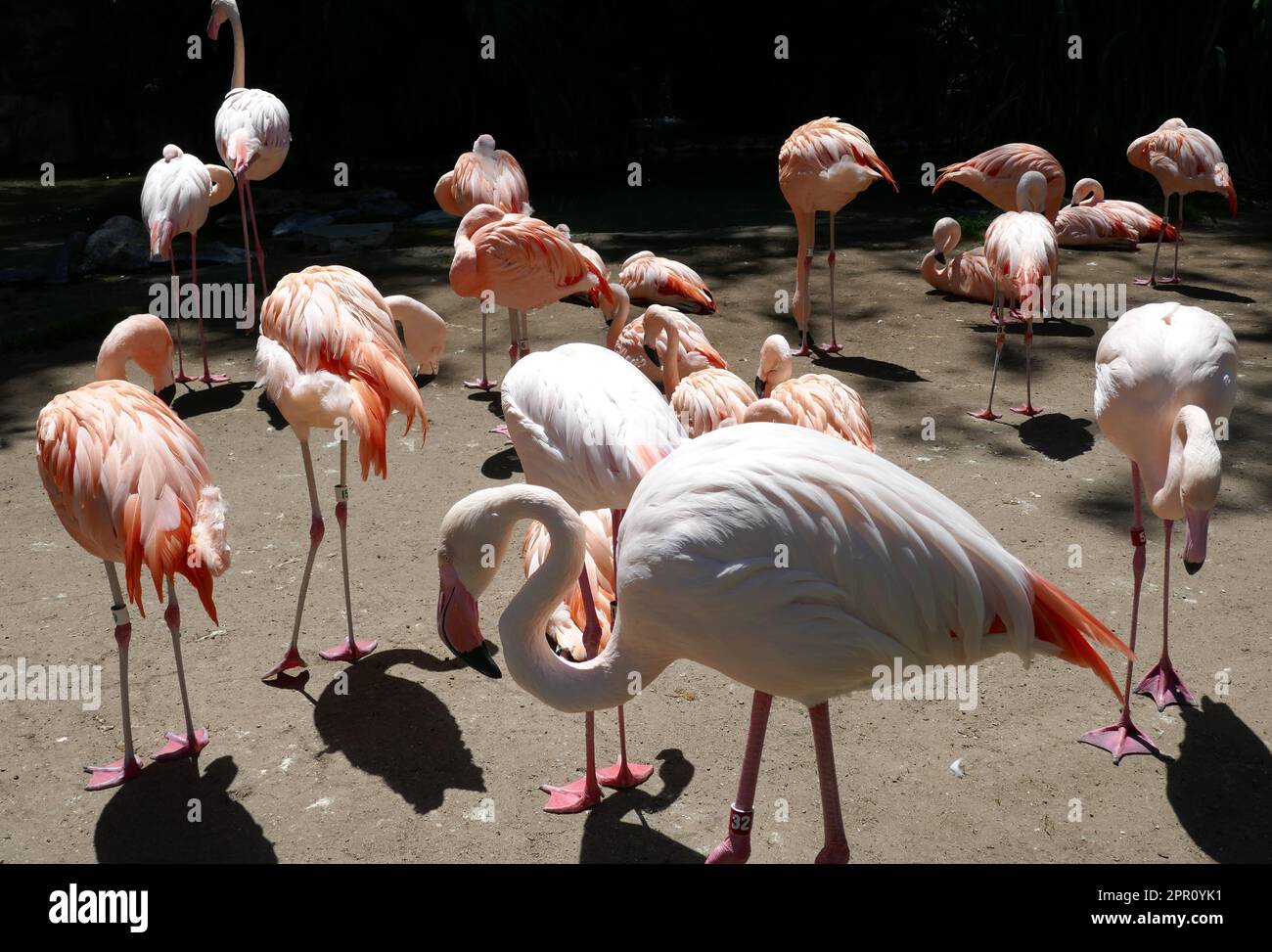 Los Angeles, California, USA 21st April 2023 Flamingos at LA Zoo on ...