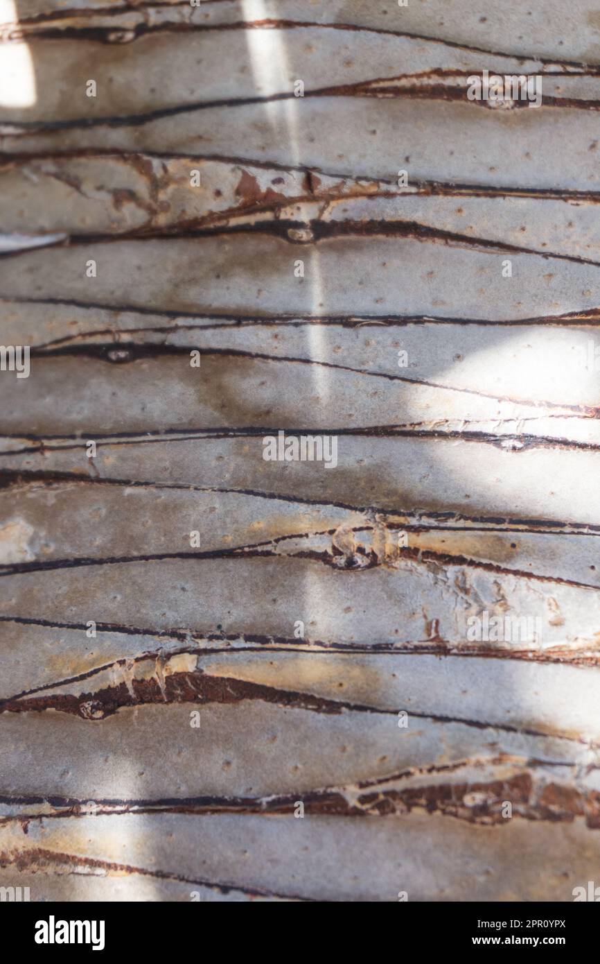 Smooth trunk of a palm tree close up background Stock Photo - Alamy