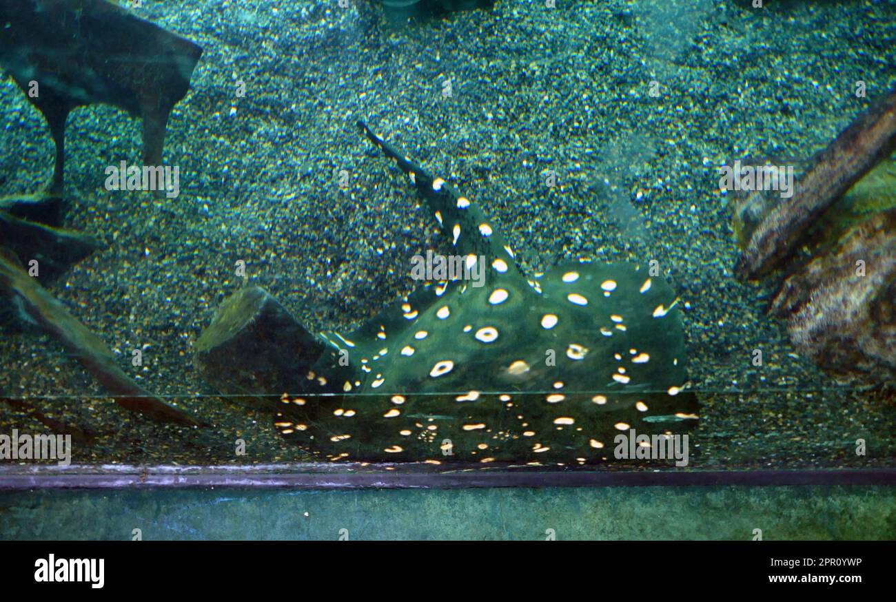 Los Angeles, California, USA 21st April 2023 Polka Dot Stingray in ...