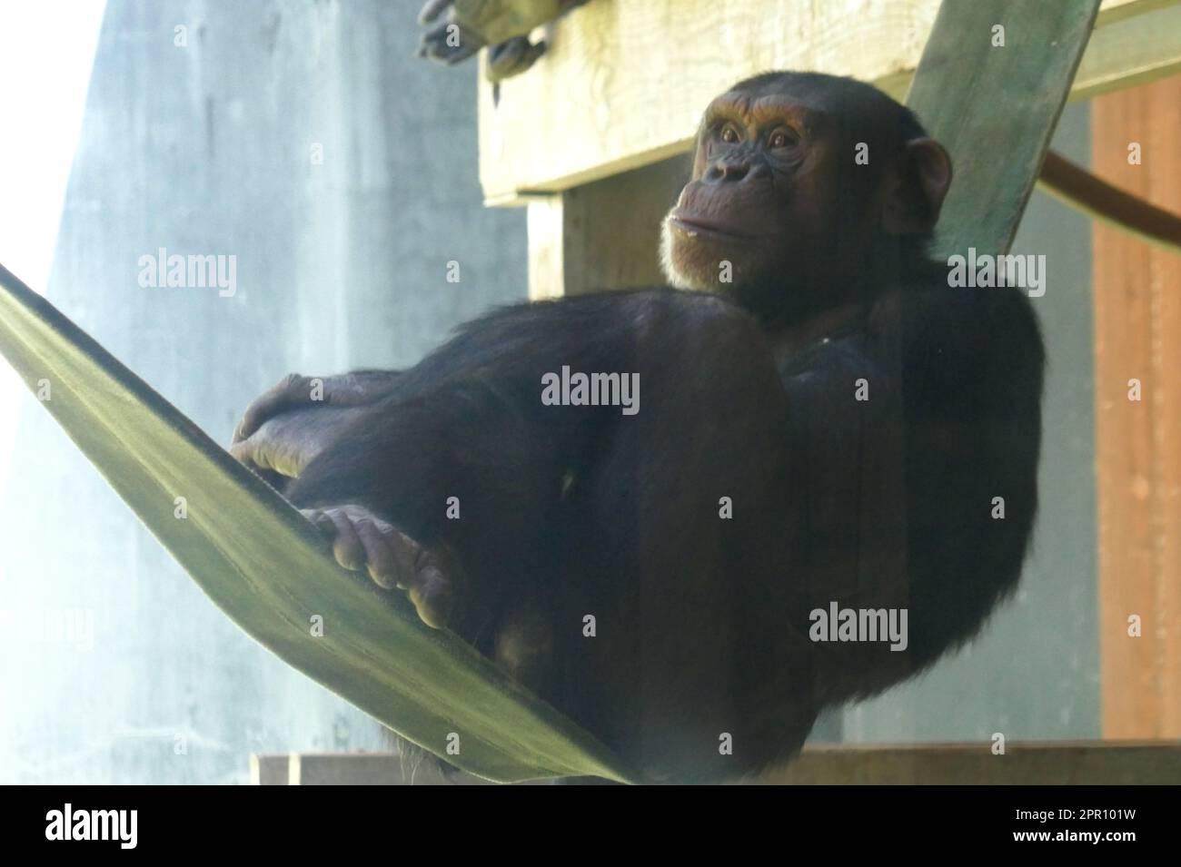 Los Angeles, California, USA 21st April 2023 Chimpanzee at LA Zoo on ...