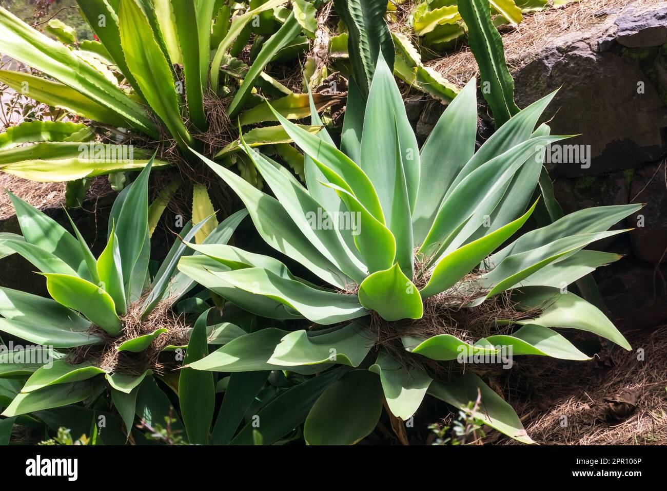 Agave azul cactus hi-res stock photography and images - Alamy