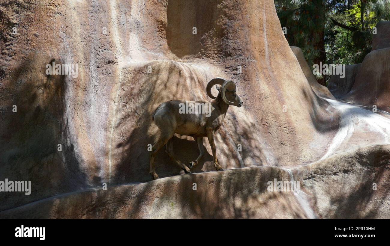 Los Angeles, California, USA 21st April 2023 Desert Bighorn Sheep at LA ...