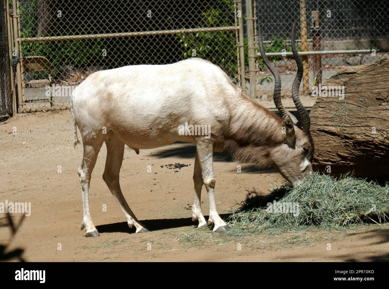 Los Angeles, California, USA 21st April 2023 Addax at LA Zoo on April ...