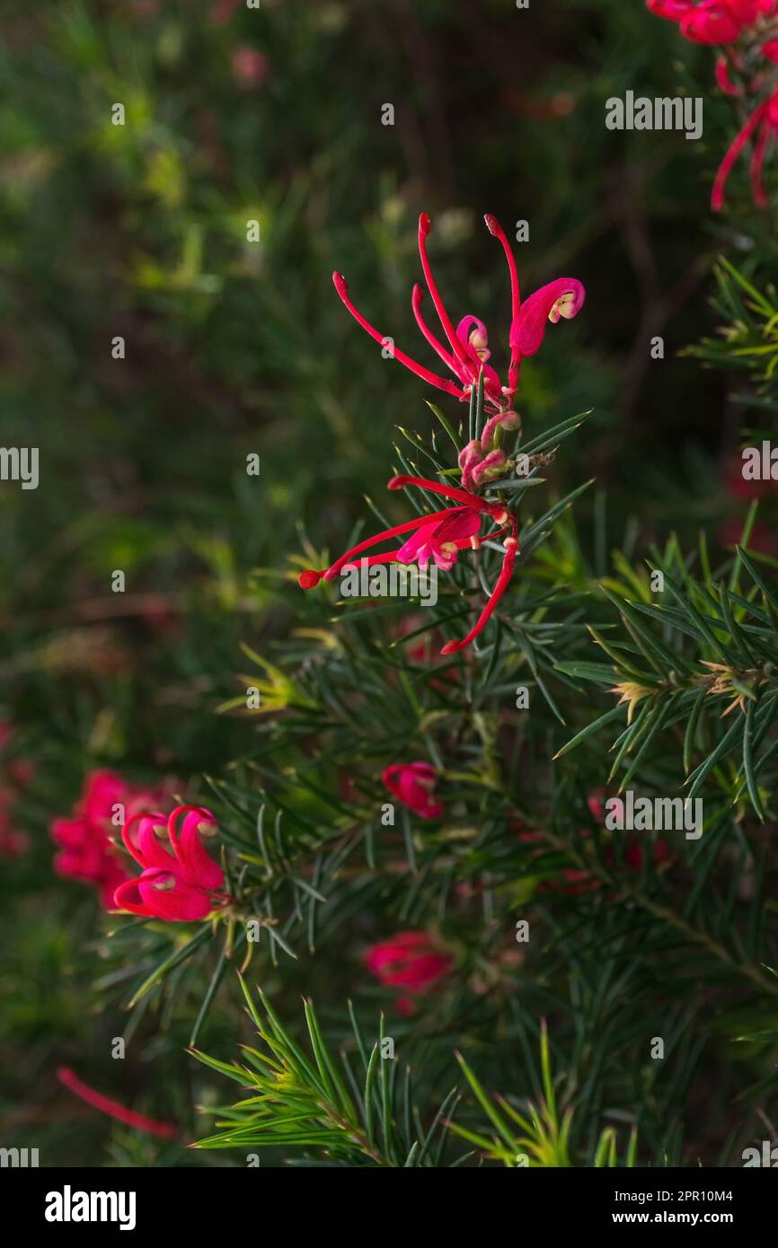 Flowering branches of pink Grevillea rosemary close up Stock Photo - Alamy