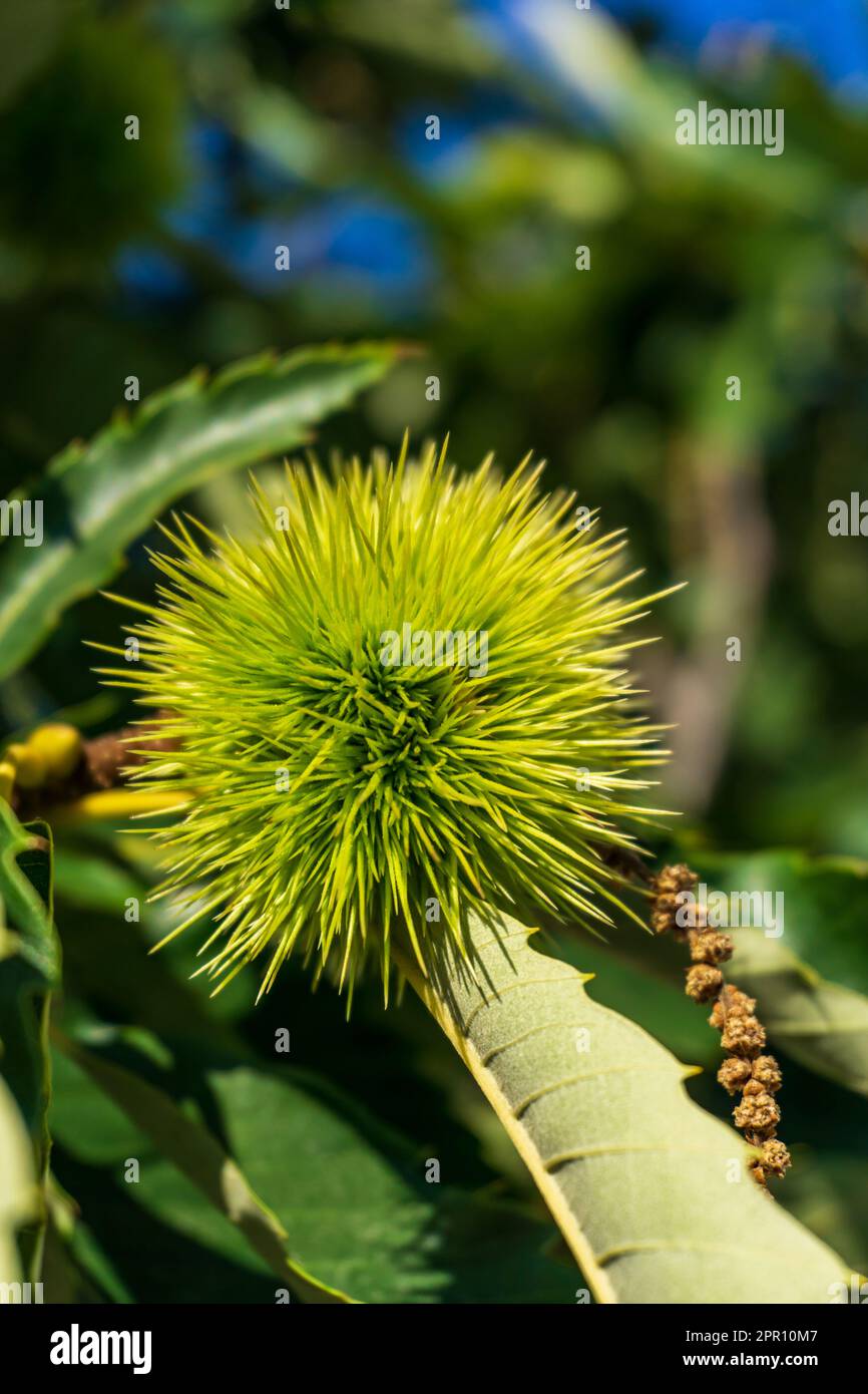 Branches of sweet edible chestnut with green cupules on a sunny day ...