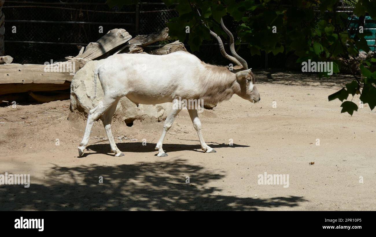 Los Angeles, California, USA 21st April 2023 Addax at LA Zoo on April ...