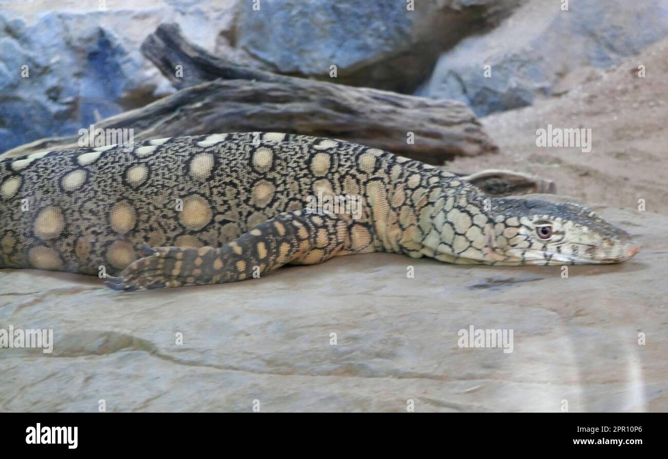 Los Angeles, California, USA 21st April 2023 Perente at LA Zoo on April ...