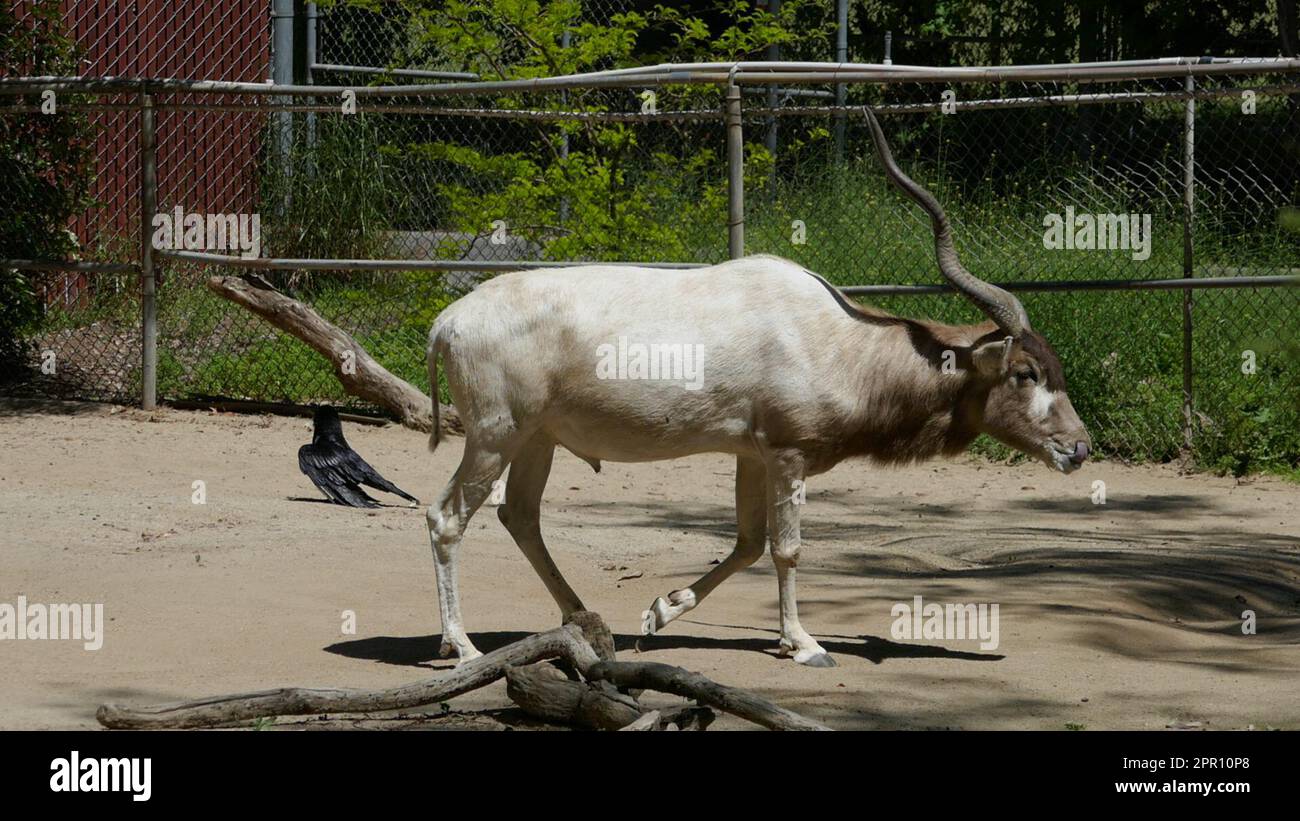Los Angeles, California, USA 21st April 2023 Addax at LA Zoo on April ...