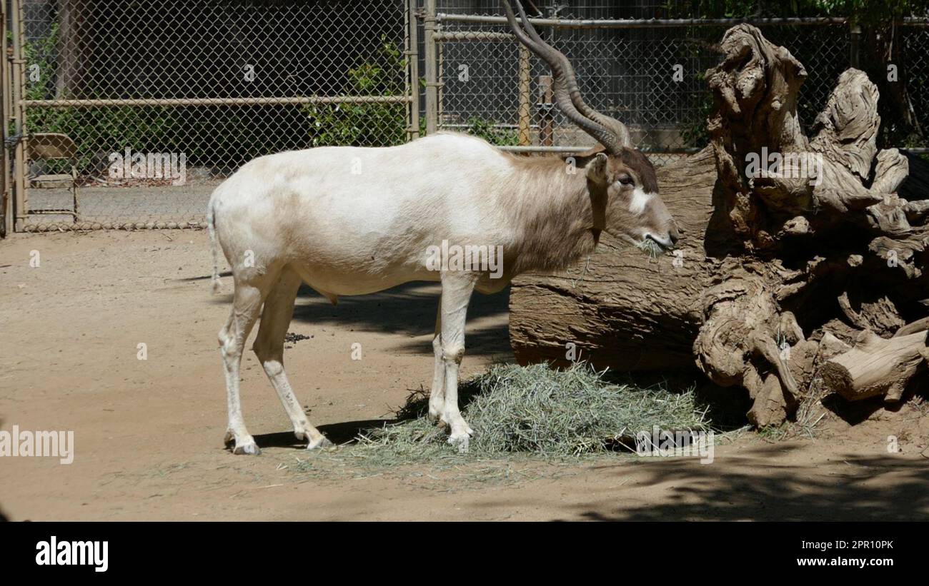 Los Angeles, California, USA 21st April 2023 Addax at LA Zoo on April ...