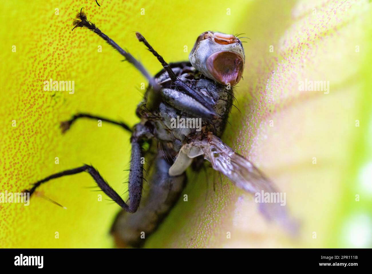 Closeup Venus flytrap ,Insectivorous plants ,Low Giant ,Dionaea ...