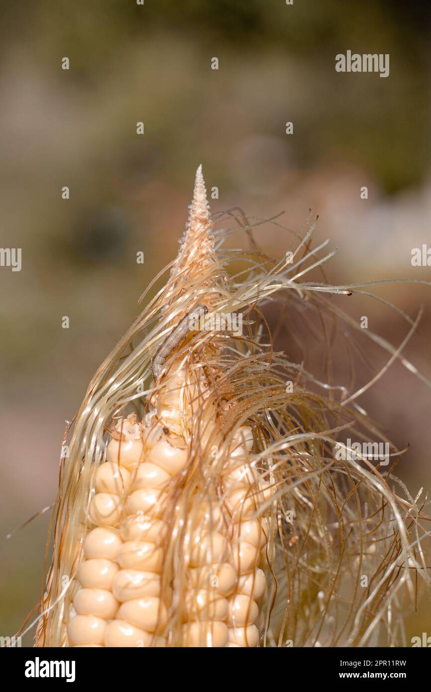 a caterpillar crawls on the cob of ripe corn. Insect pests of crops ...