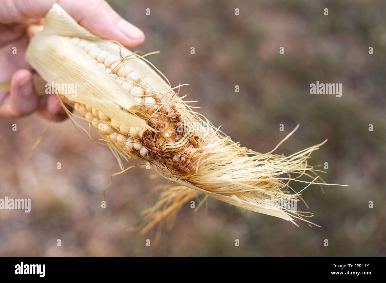 Maize plant caterpillar hi-res stock photography and images - Alamy