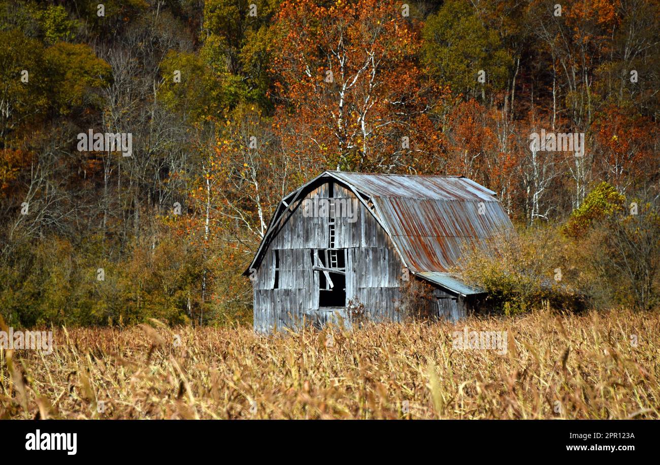 Old, wooden, rustic barn stands in a harvested cornfield. Autumn ...