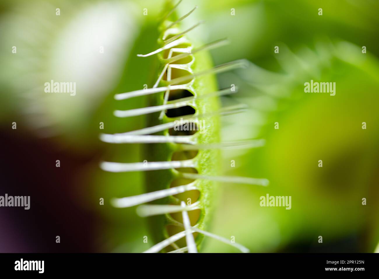 Closeup Venus flytrap ,Insectivorous plants ,Low Giant ,Dionaea ...