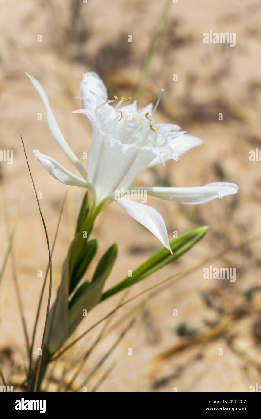 Pankration hi-res stock photography and images - Alamy
