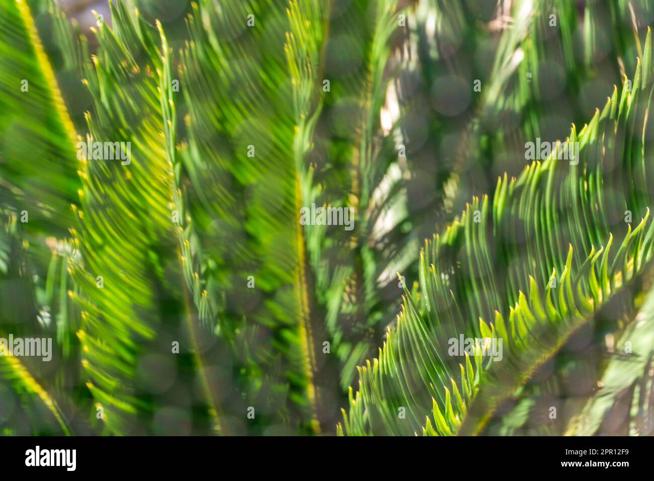 Juicy green palm leaves behind blurred mesh close up Stock Photo - Alamy