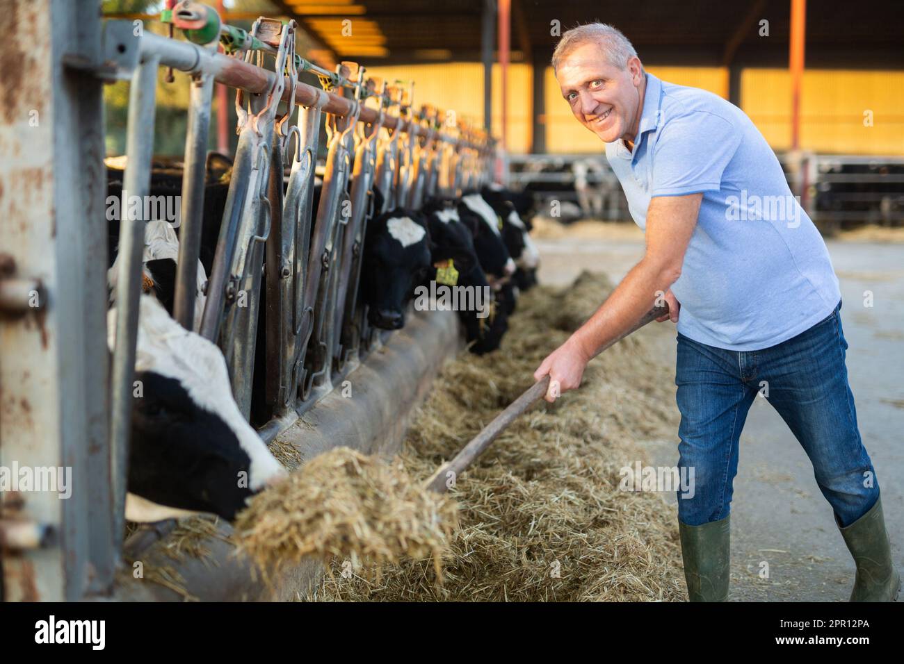 Farmer feeds cows with fresh grass in cowshed of dairy farm Stock Photo ...