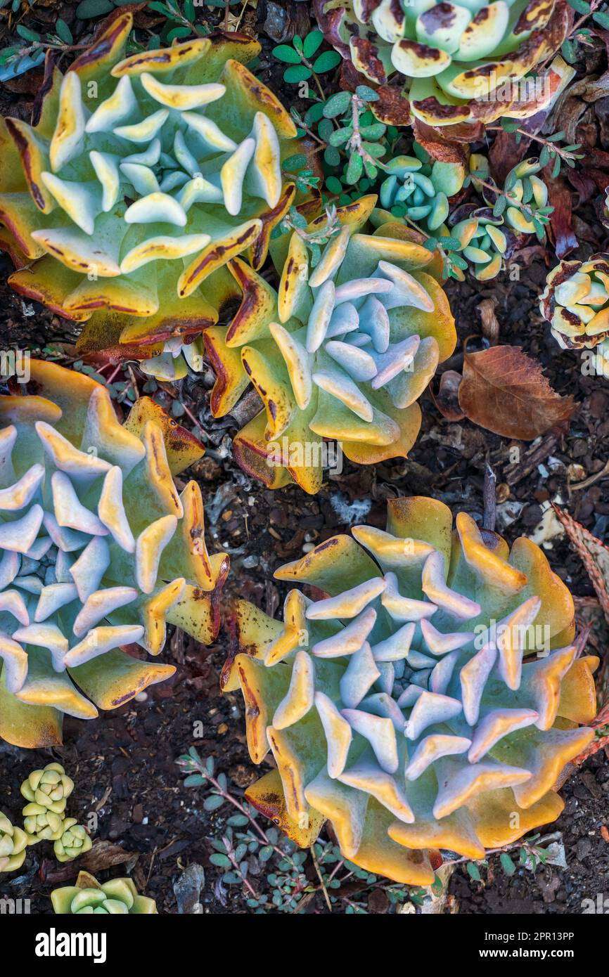 Yellow - blue rosettes of succulents in the garden top view Stock Photo ...
