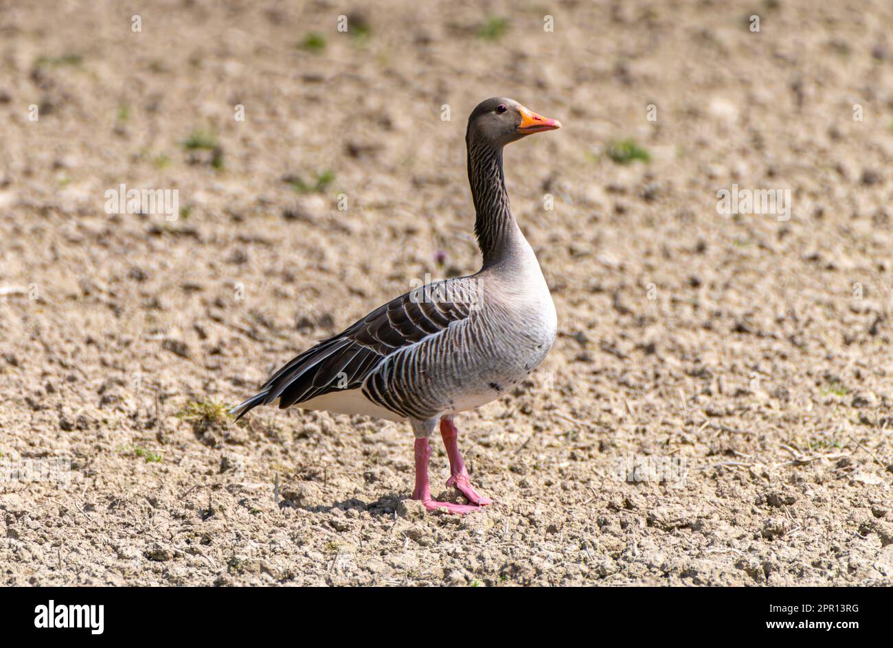 Brown british goose hi-res stock photography and images - Alamy
