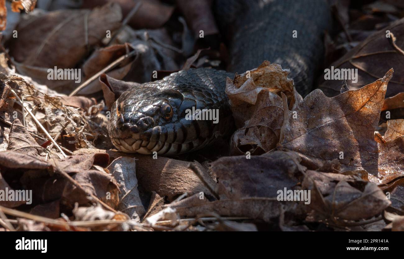 North Eastern Water Snake resting in the leaves in a small quiet town ...
