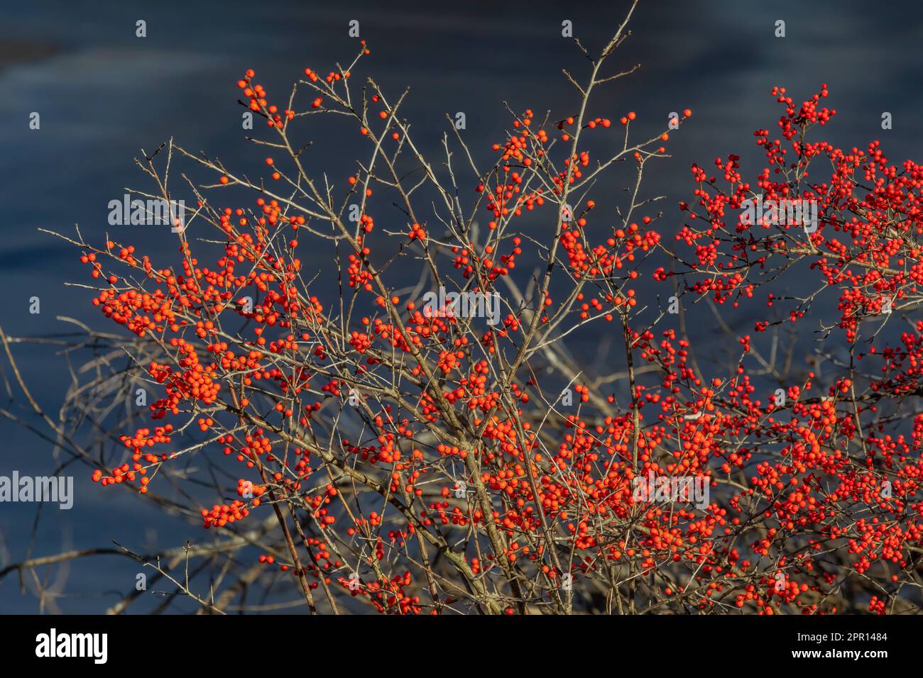 Winterberry, Ilex verticillata, shrubs covered with red berries in ...
