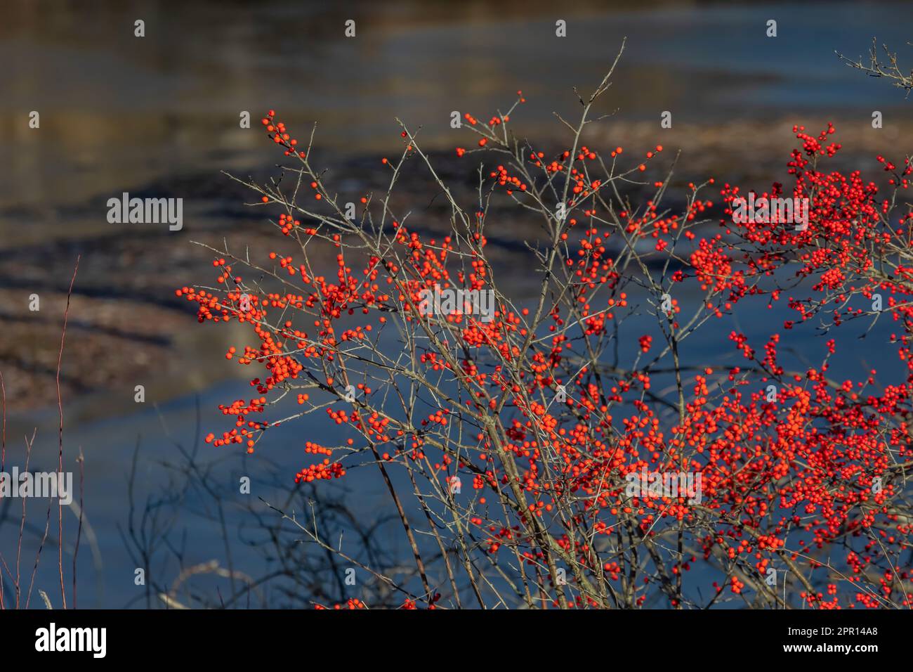 Winterberry, Ilex verticillata, shrubs covered with red berries in ...