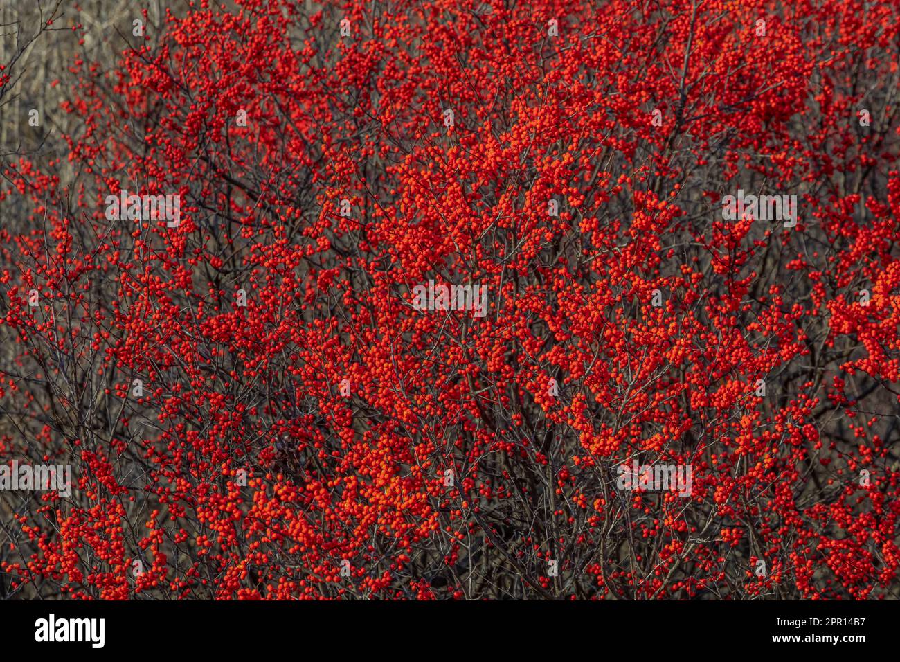 Winterberry, Ilex verticillata, shrubs covered with red berries in ...