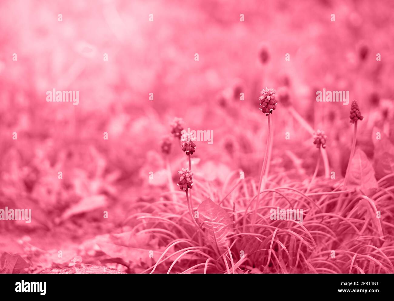 Color of the year 2023 - Viva Magenta. Armenian grape hyacinth in early ...