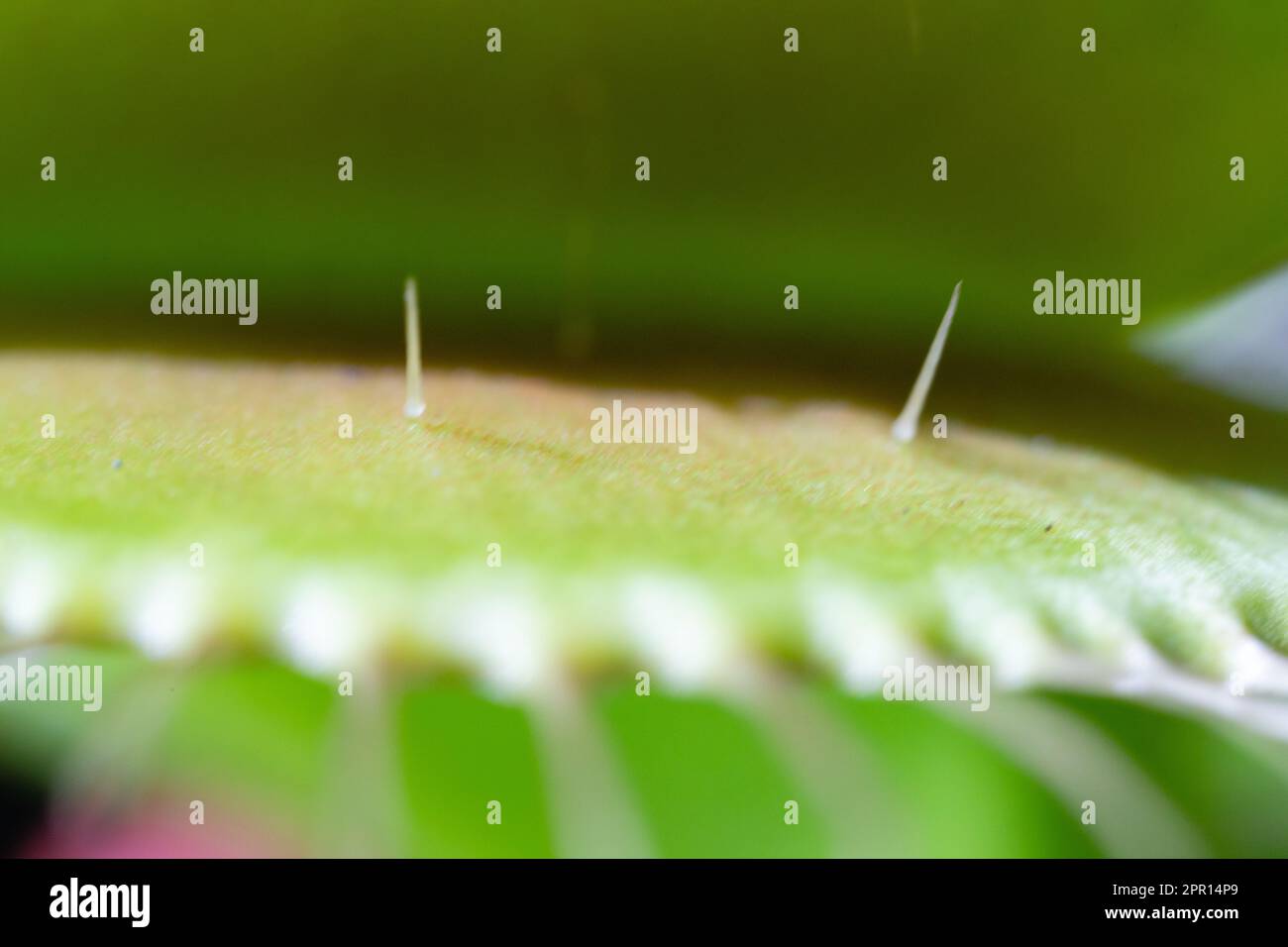 Closeup Venus flytrap ,Insectivorous plants ,Low Giant ,Dionaea ...